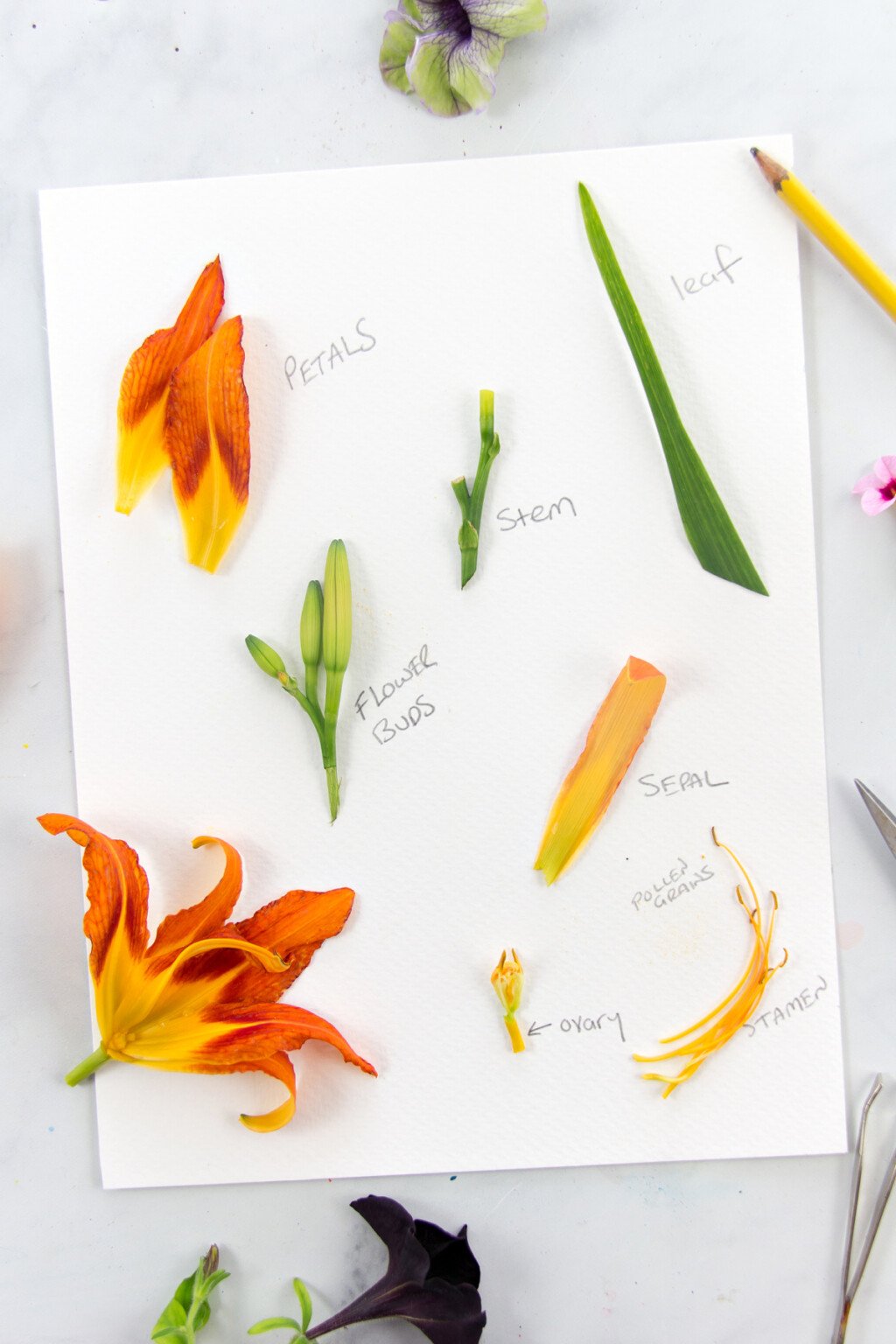 Learn about Plants with this Flower Dissection Activity • Kids ...