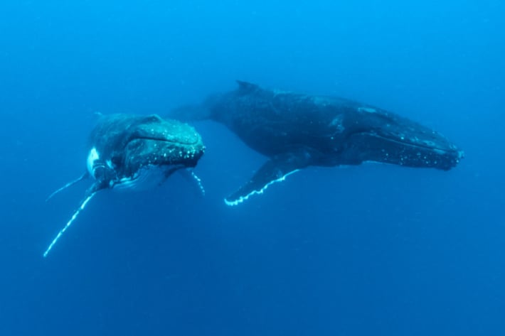 Wonderful Words That Start with the Letter W | Kids Activities Blog