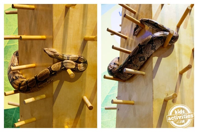 Easy Paper Snake Craft Using Empty Toilet Paper Rolls | Kids Activities ...