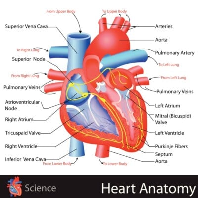 Learn About the Heart with Simple Anatomy Lesson for Kids | Kids ...