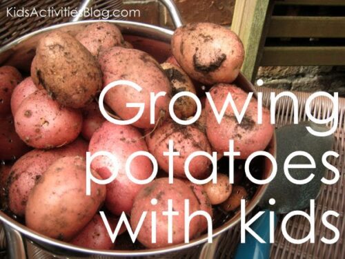 Growing Potatoes with Kids Kids Activities Blog