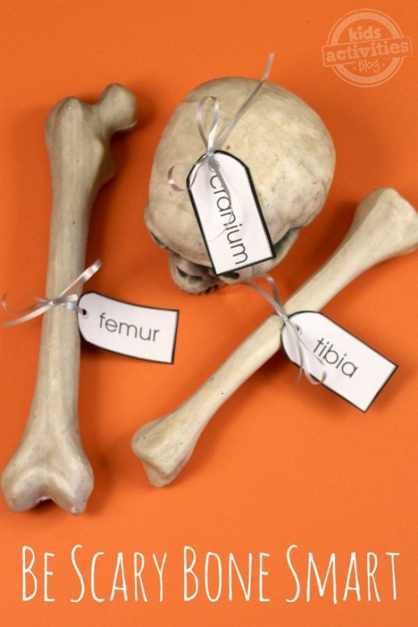 Skeleton Bones Simple Human Anatomy For Kids Skeleton Bones Simple Human Anatomy For Kids