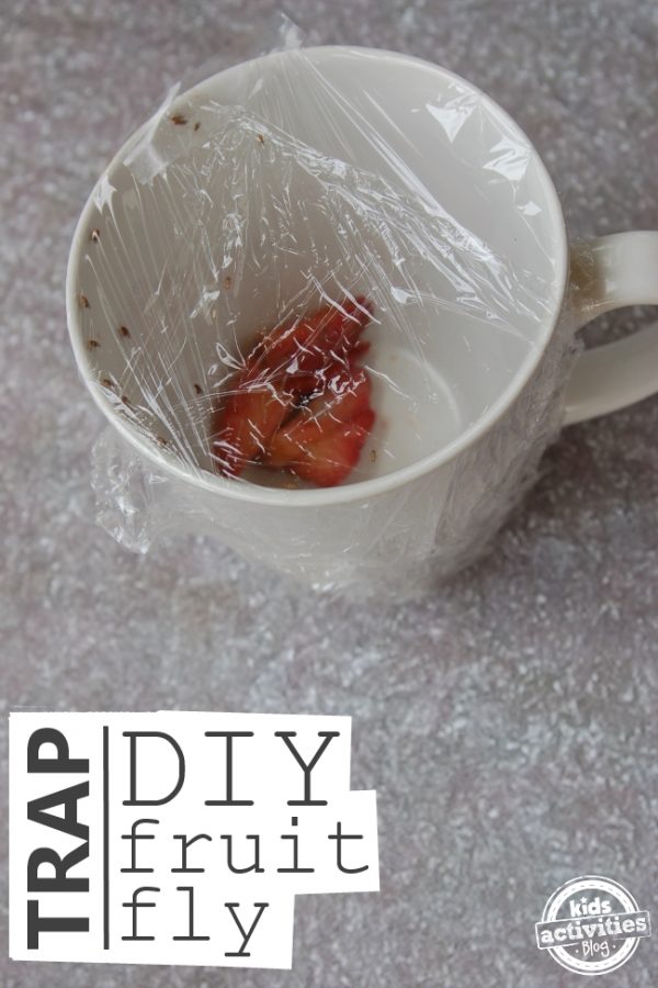 DIY Fruit Fly Trap Kids Activities Blog