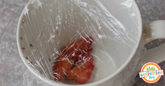 DIY Fruit Fly Trap Kids Activities Blog