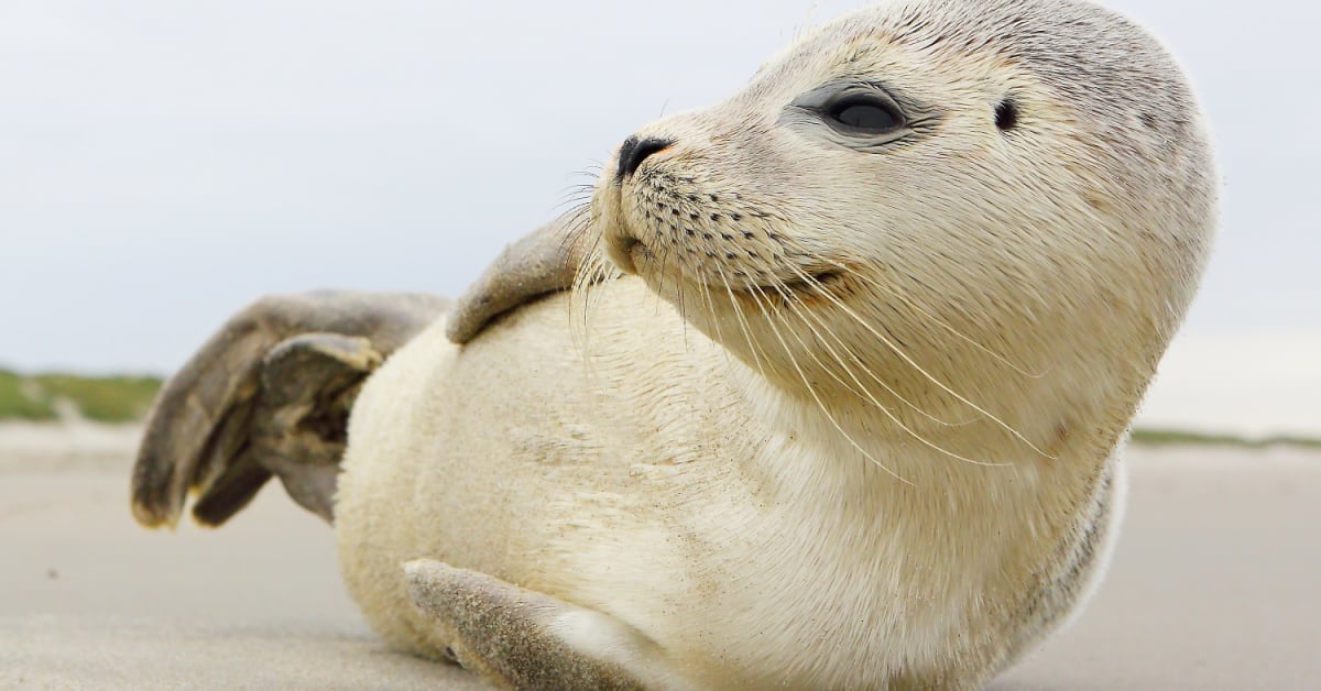 This Dog And Seal Look Like They've Been Friends For LIFE! [Video ...