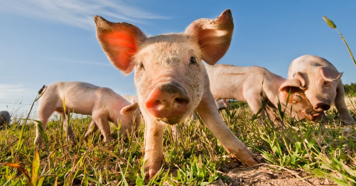 The Love Story of a Cat and Pig...Awww [Video] | Kids Activities Blog