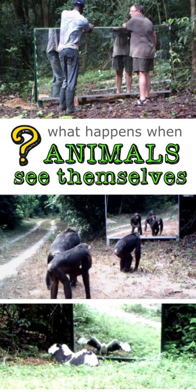 What Happens when Animals See Themselves for the First Time [Video ...