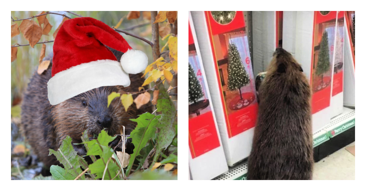 Beaver Spotted Shopping for Christmas Tree at Dollar General...[Video ...