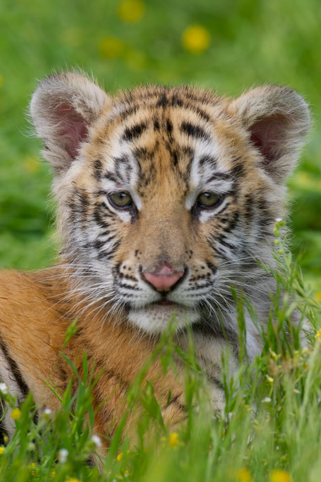 These Tiger Cubs Taking A Bubble Bath Are Going To Make Your Day!
