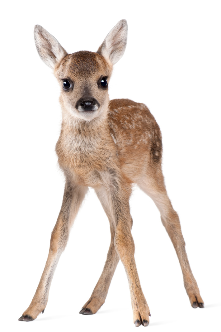 Baby Antelope