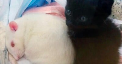 Brooklyn Cat Cafe Employs Rats To Help Raise The Kittens [Video] | Kids ...