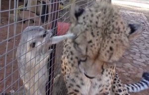 This Cheetah Is Purring While Meerkats Attack Him! [Video] | Kids ...