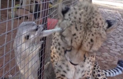 This Cheetah Is Purring While Meerkats Attack Him! [Video] | Kids ...