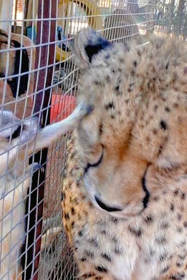 This Cheetah Is Purring While Meerkats Attack Him!!