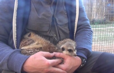 This Cheetah Is Purring While Meerkats Attack Him! [Video] | Kids ...