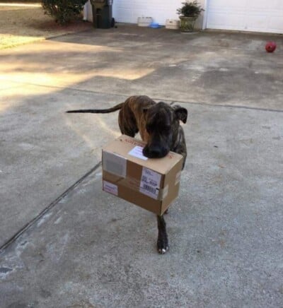 UPS Drivers Have A Page Dedicated To The Dogs They Meet On Their Routes ...