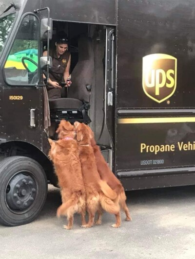 UPS Drivers Have A Page Dedicated To The Dogs They Meet On Their Routes ...