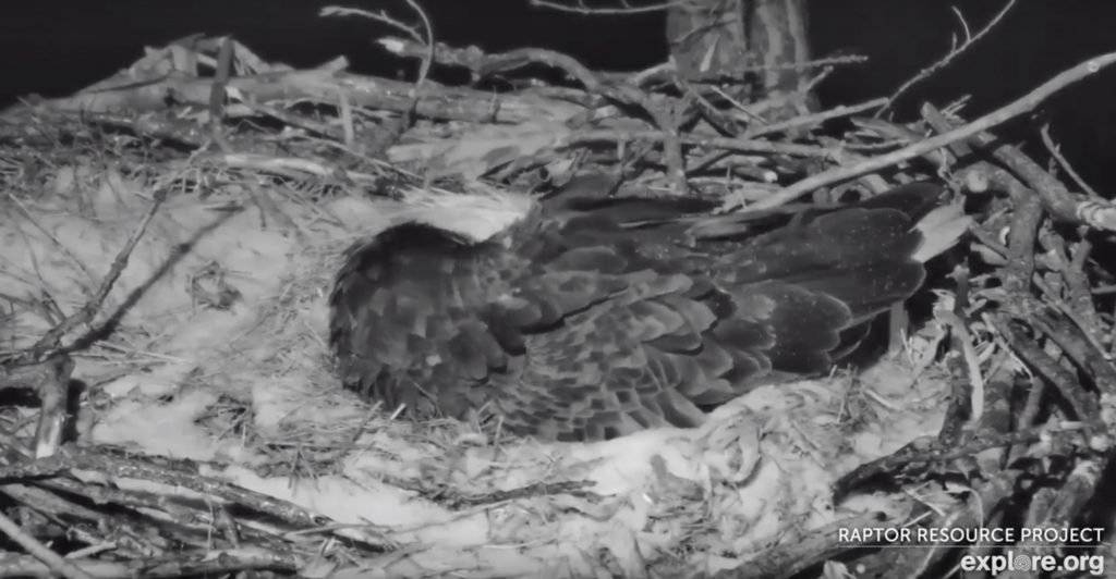 You Can Watch Baby Eagles Hatch Right From Your Home Kids Activities Blog