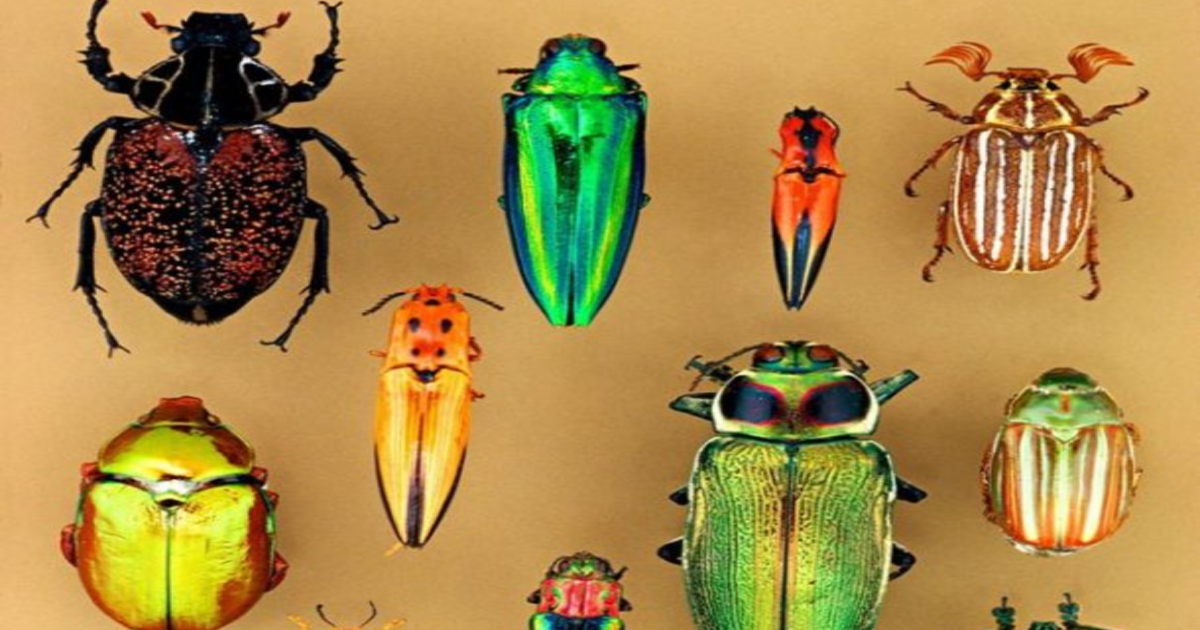 The Smithsonian Learning Lab Is Offering Free K-12 Activities and Games