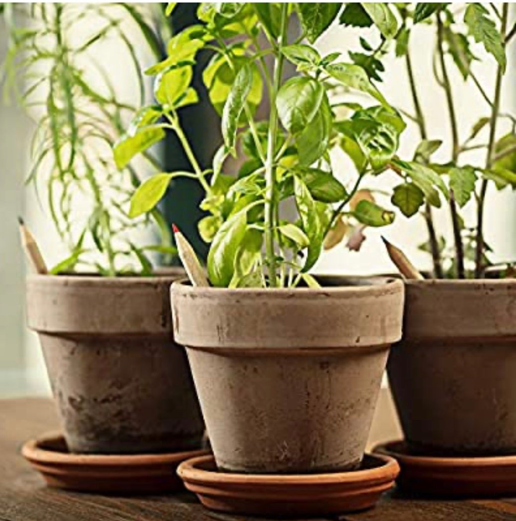 You Can Grow Plants from These Biodegradable Pencils and I Want Them ...