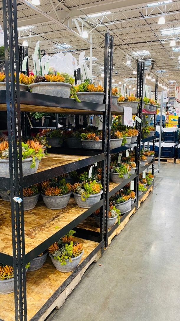 Costco Is Selling $20 Succulent Planters Filled With A Variety Of ...