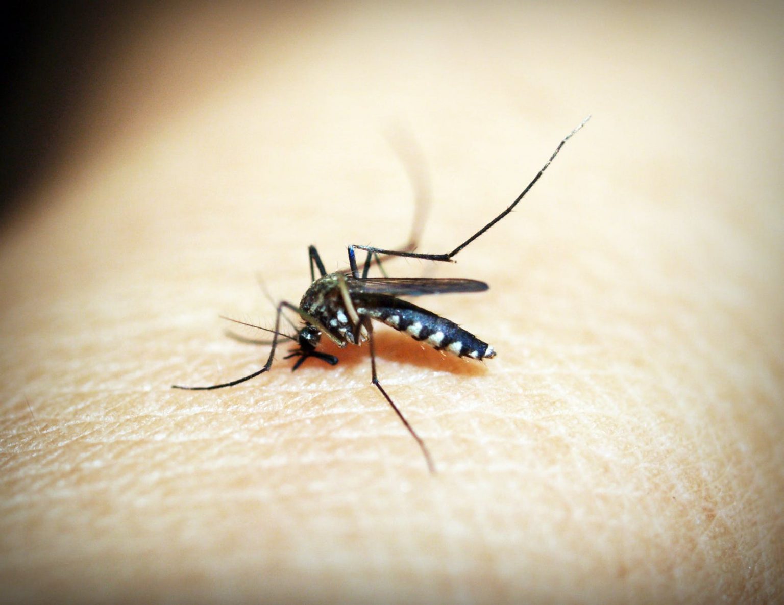 The EPA Just Approved The Release Of Genetically-Modified Mosquitoes in ...