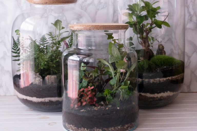 Guide to Terrariums (Mini Ecosystem) - Kids Activities Blog