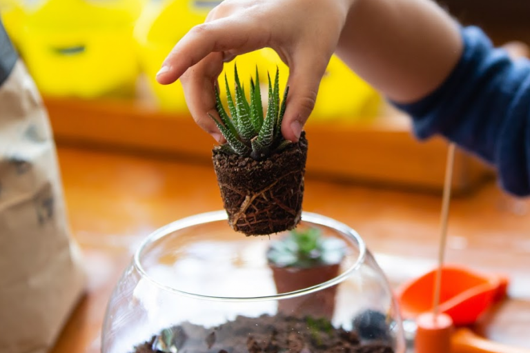 Guide to Terrariums (Mini Ecosystem) - Kids Activities Blog