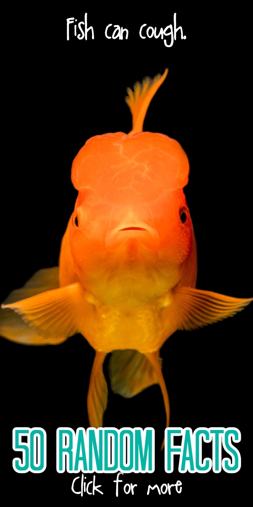 50 Fun Facts | Random Facts that you Won’t Believe are True • Kids ...