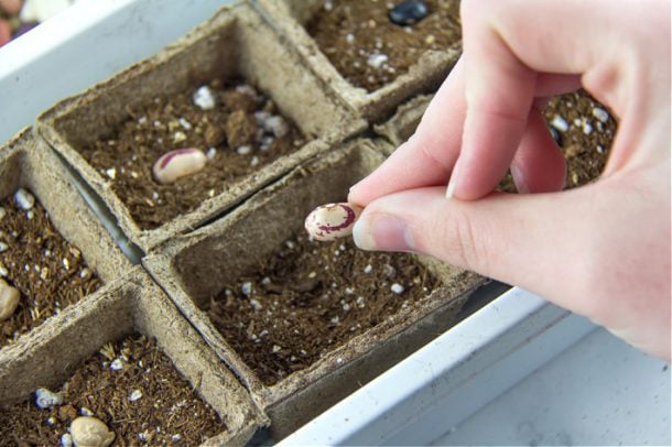 How to Grow Bean Plants from Dried Store-Bought Beans | Kids Activities ...