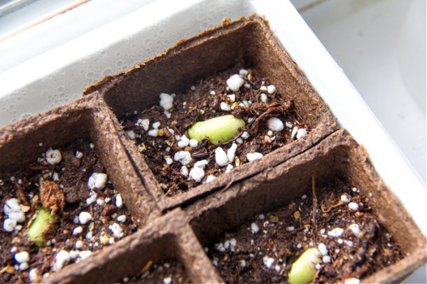 How to Grow Bean Plants from Dried Store-Bought Beans | Kids Activities ...