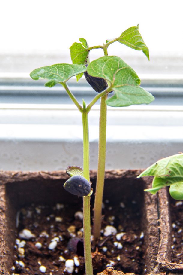 How to Grow Bean Plants from Dried Store-Bought Beans | Kids Activities ...