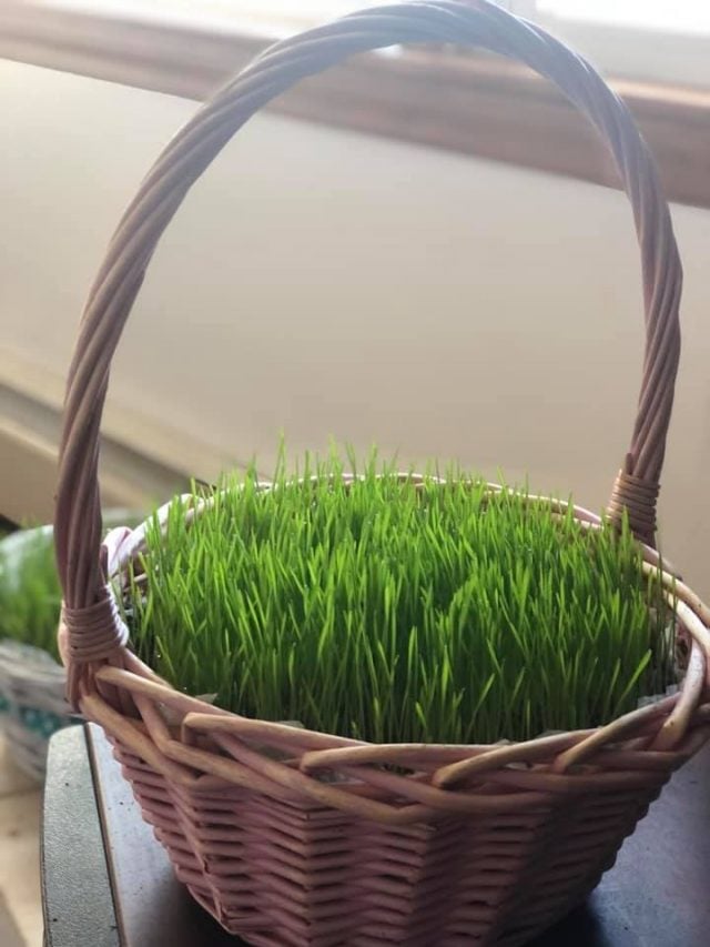 People Are Making 'Live Easter Grass Baskets' and I Love Them Kids ...