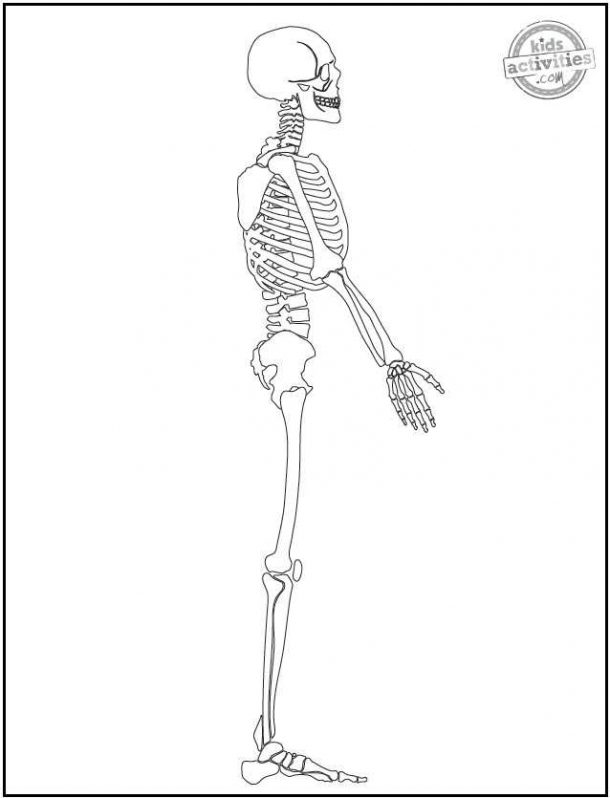 Best Free Skeleton Coloring Pages | Kids Activities Blog