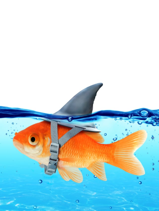 7 Days of Shark Fun for Kids • Kids Activities Blog