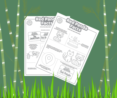 Fun Red Panda Facts For Kids To Print and Learn | Kids Activities Blog