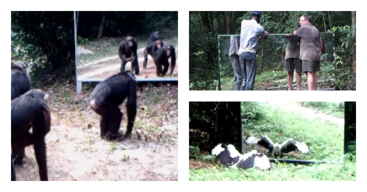 What Happens when Animals See Themselves for the First Time [Video ...