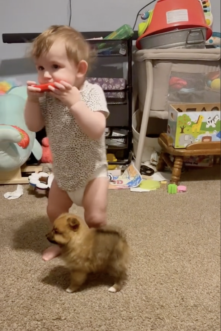 This Puppy and Toddler's Jam Session Is The Cutest Thing You'll See ...