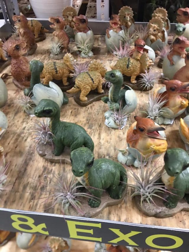 Air Plants Home Depot