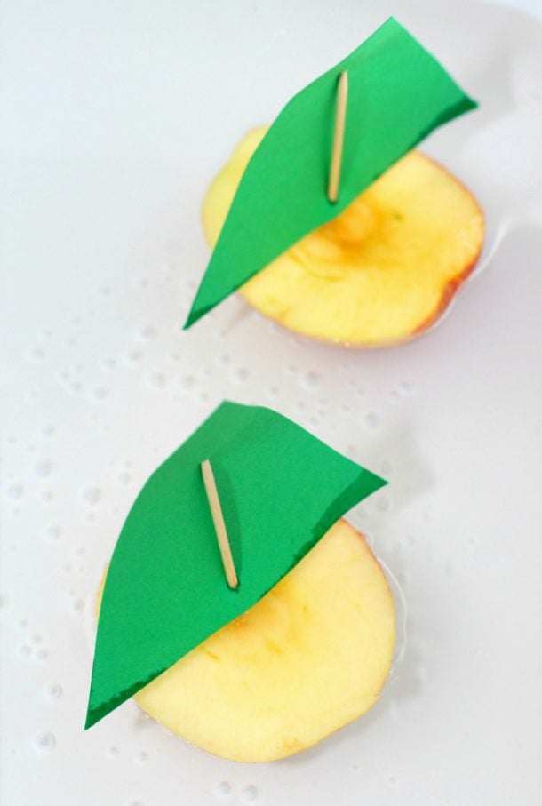 Hands-on Dr. Seuss Science Activities For Preschoolers – ParentingBest.com