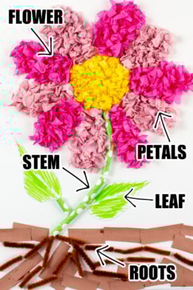 Plant Parts Craft Project and Learning Activity • Kids Activities Blog