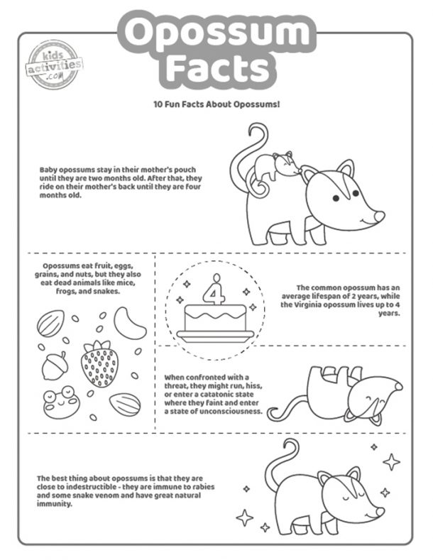Surprising Opossum Facts for Kids You Can Print | Kids Activities Blog