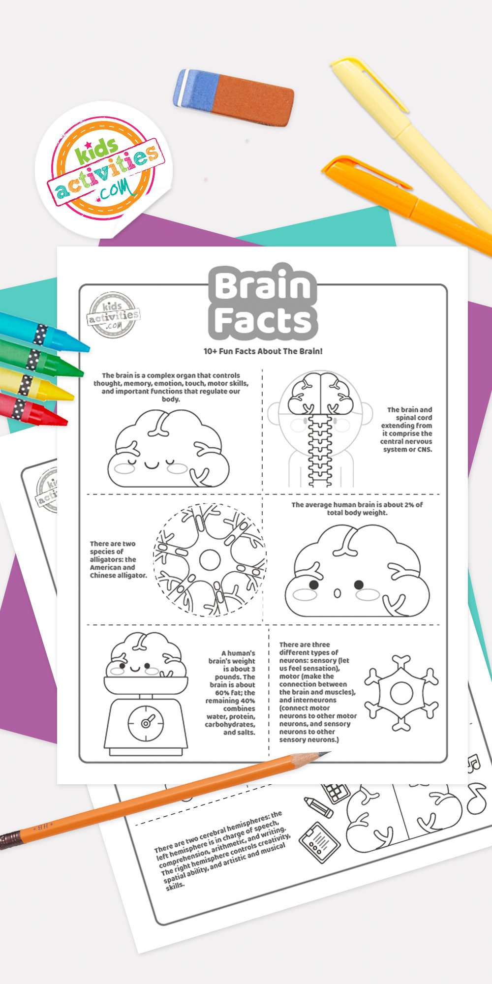 Brain Facts That Are Fascinating To Learn – ParentingBest.com