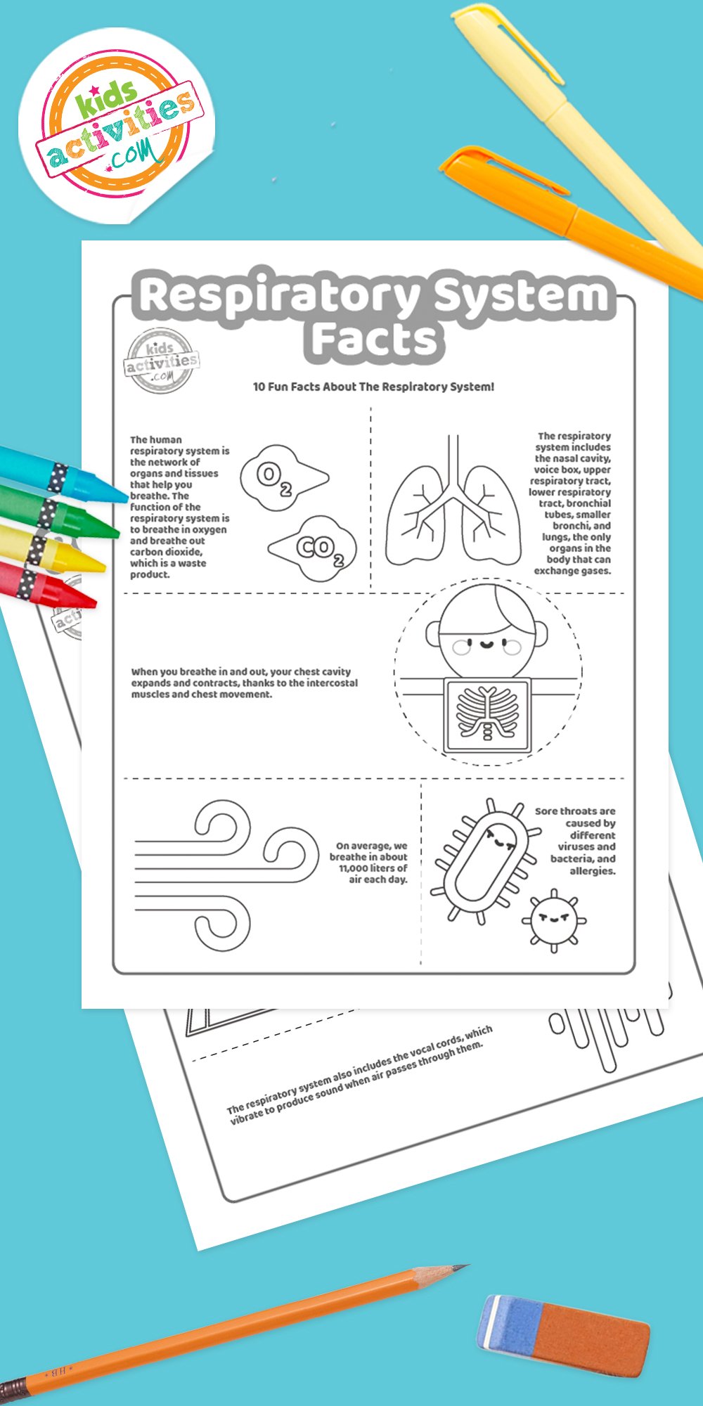 Super Cool Facts About the Respiratory System For Kids Who Love ...