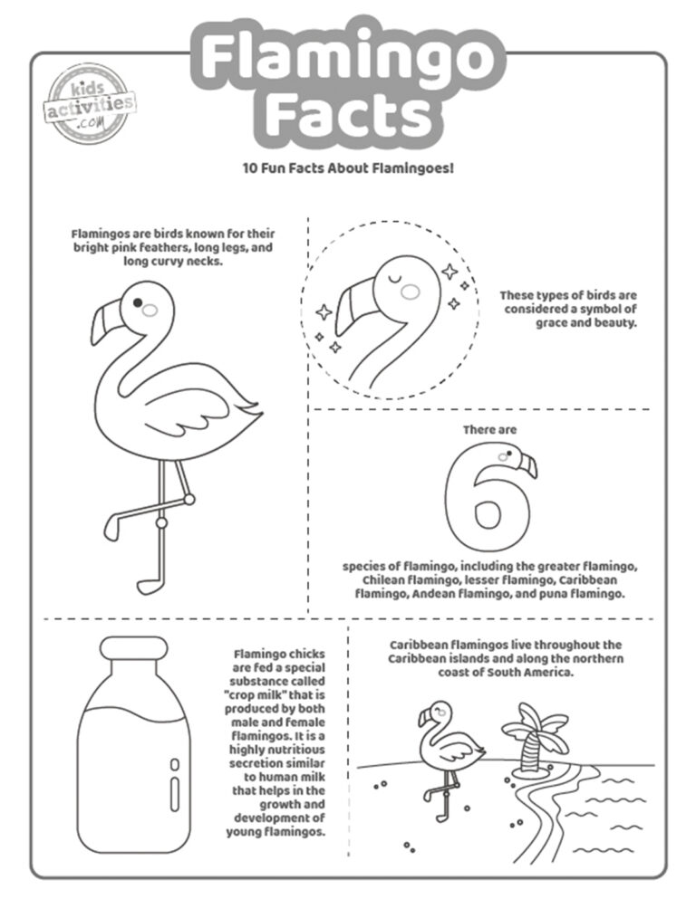 Fatos divertidos e extravagantes sobre flamingos para crianças ...