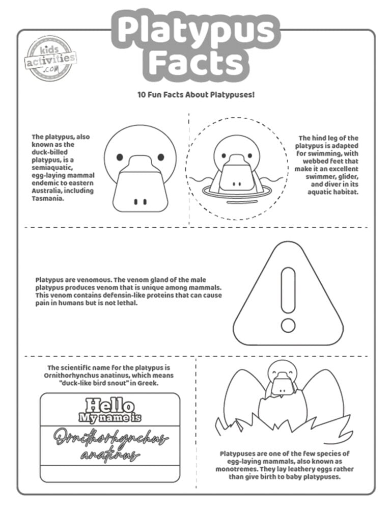 Platypus Facts For Cool Kids | Kids Activities Blog