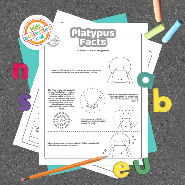 Platypus Facts For Cool Kids | Kids Activities Blog
