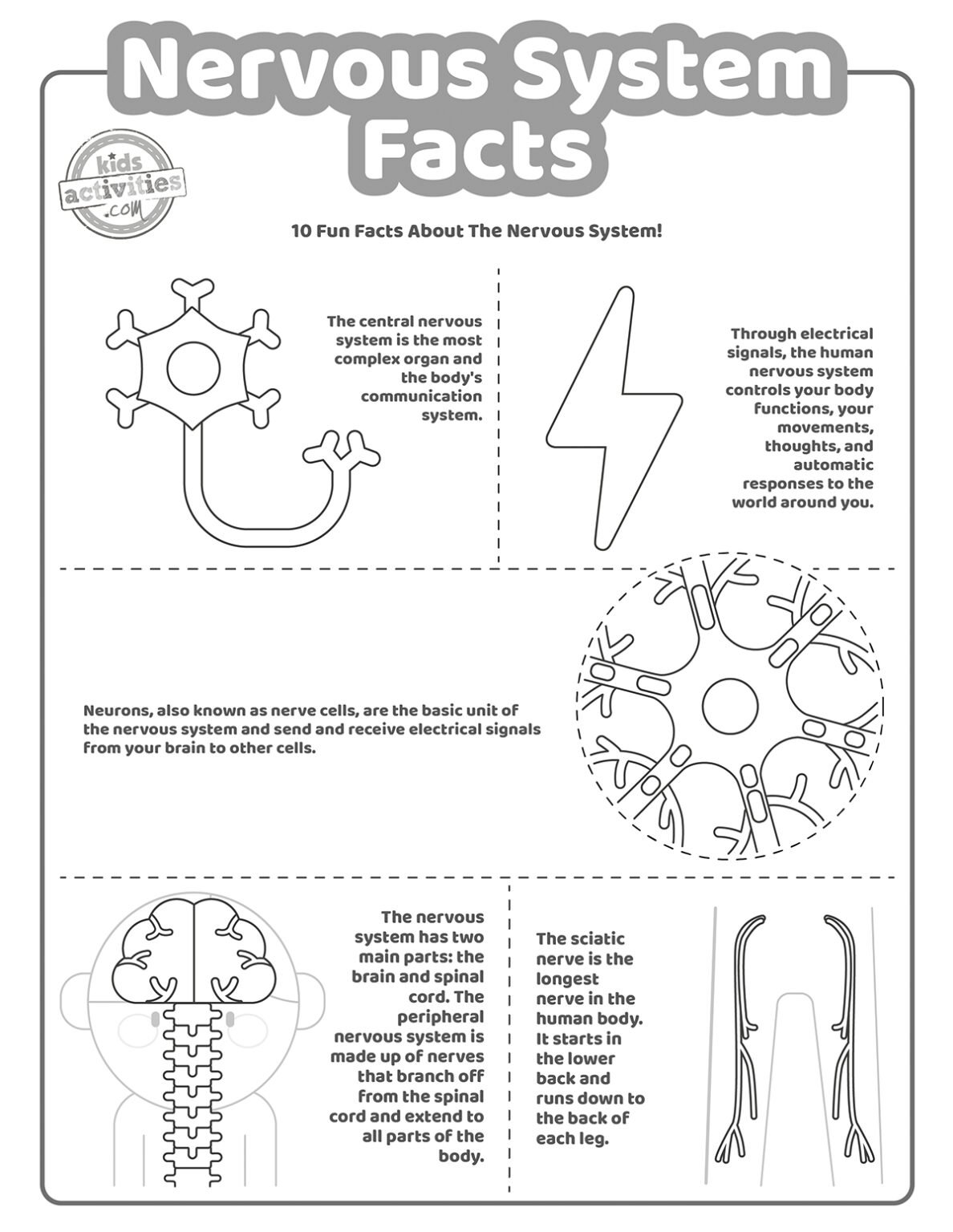 Fun Facts About The Nervous System for Kids | Kids Activities Blog
