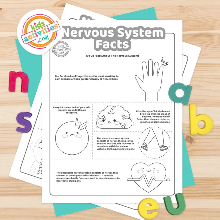 Fun Facts About The Nervous System for Kids | Kids Activities Blog