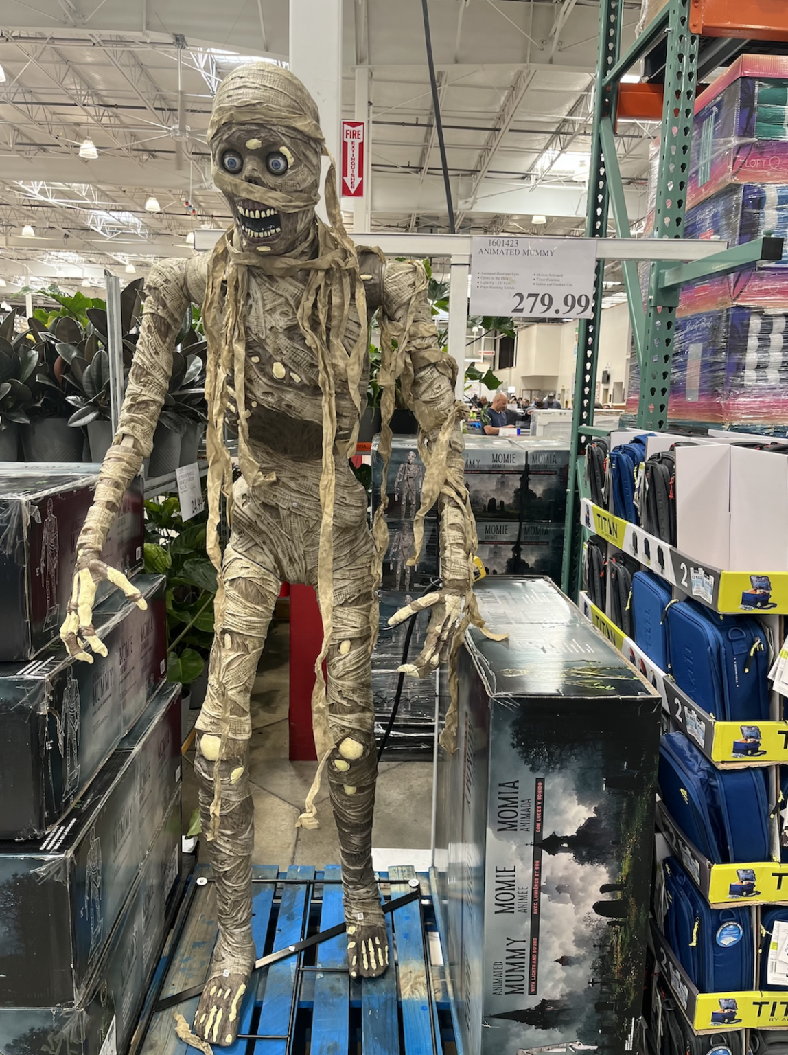 Costco is Selling A Life Size Animated Mummy Just in Time for Halloween ...